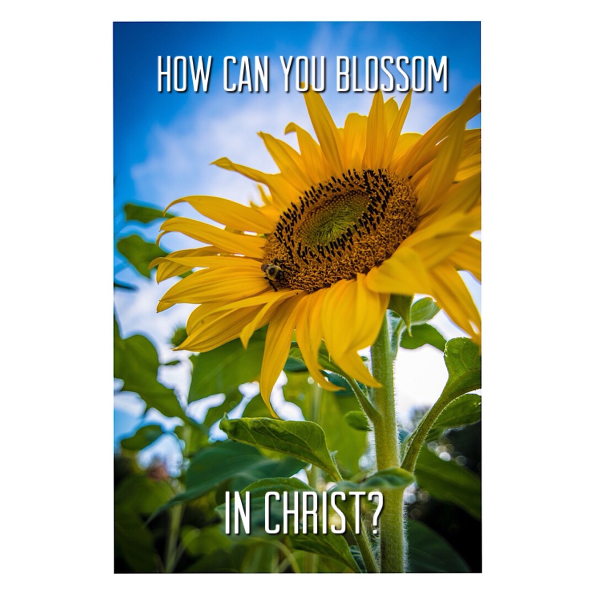How Can You Blossom In Christ? – DavidSpeaks